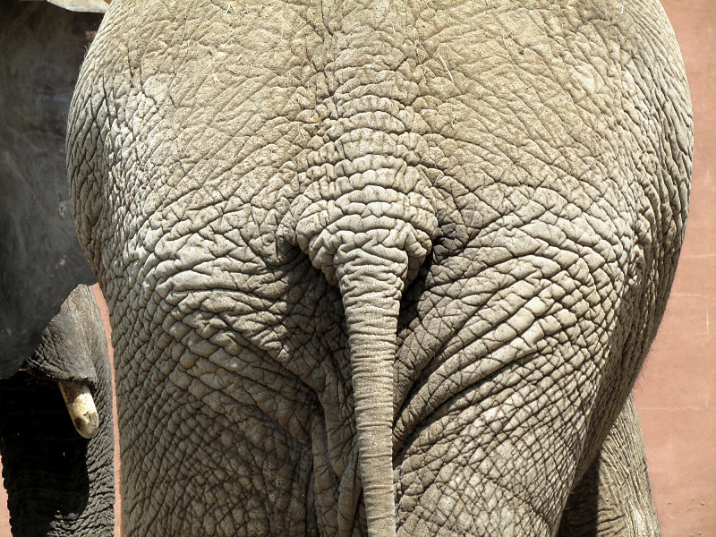 A picture of an elephants rear - Free stock photos, images & illustrations