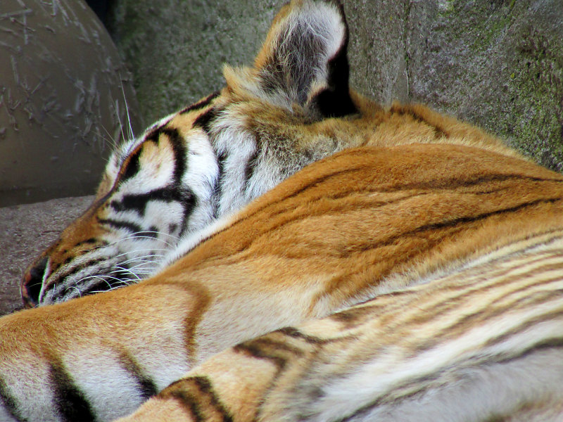 Sleeping tiger at the zoo - Free stock photos, images & illustrations