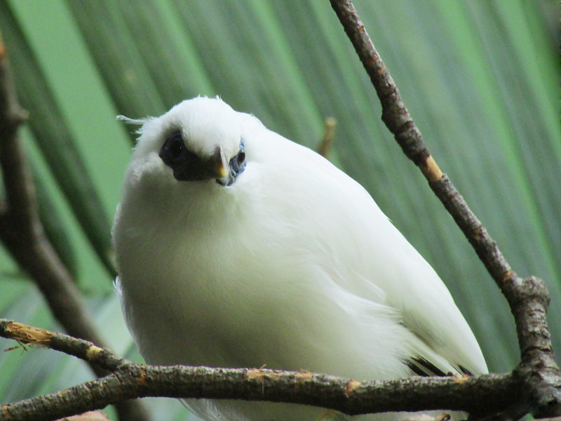 A rounded plump white bird perched at the aviary in the zoo - Free ...