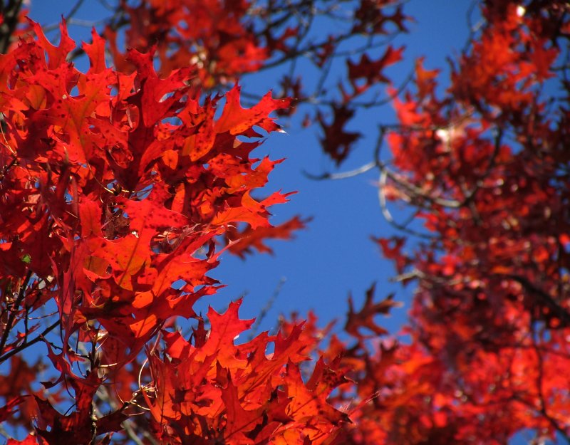 Bright red leaves on an oak tree - Free stock photos, images ...