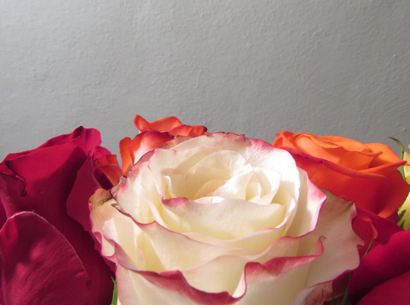 Bottom rose border - Free stock photos, images & illustrations